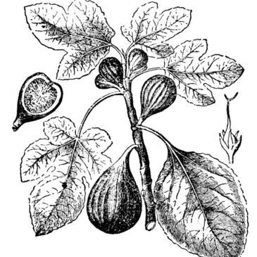 Fig Doctor